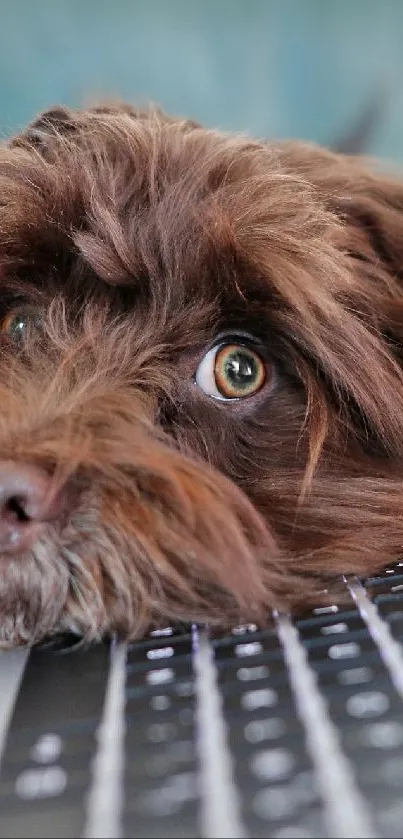 Adorable Dog on Laptop Wallpaper - free download