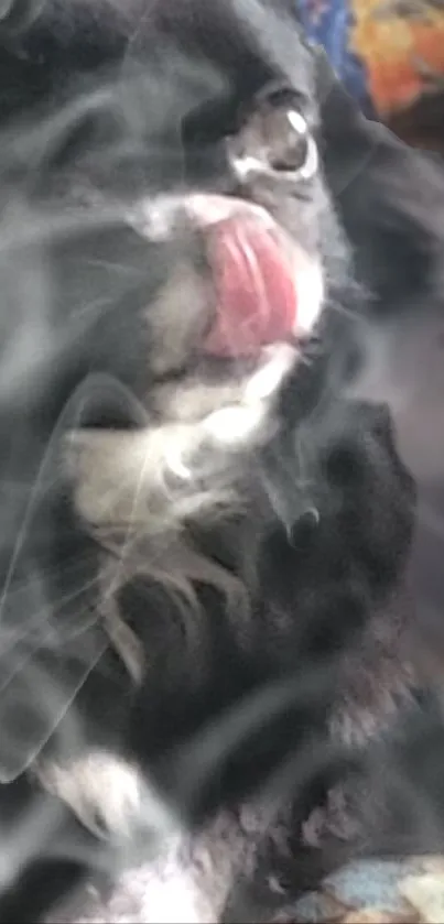 Adorable Dog with Smoke Effect - free download