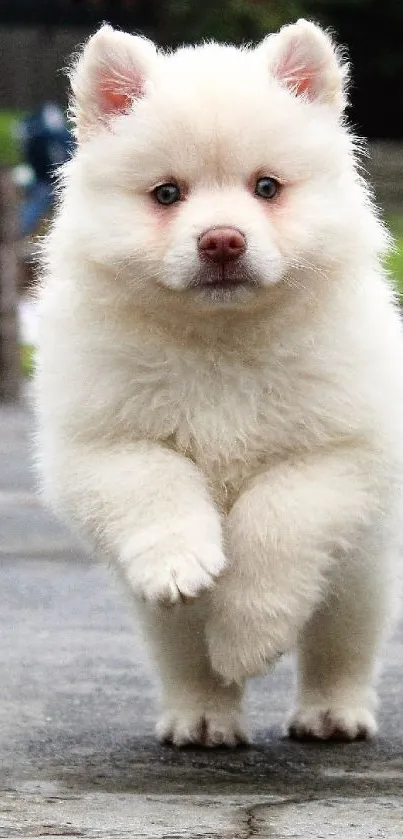 Adorable Fluffy Dog Wallpaper - free download