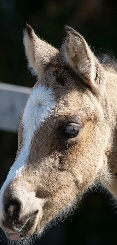 Adorable Foal Close-Up Wallpaper - free download