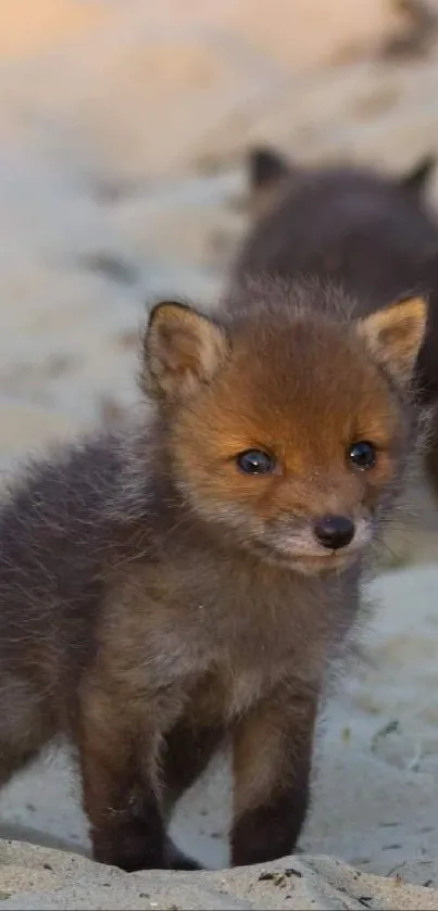 Adorable Fox Pup in Sand - free download