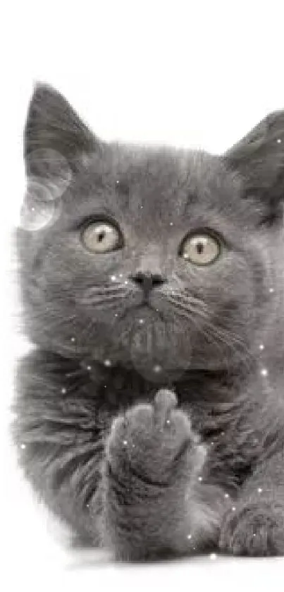 Adorable Grey Kitten Wallpaper - free download