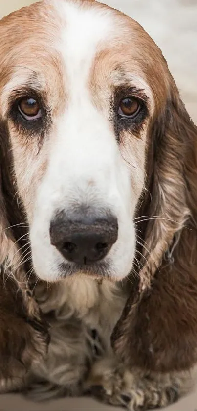 Adorable Hound Dog Portrait - free download
