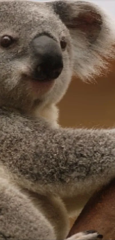 Adorable Koala Mobile Wallpaper - free download