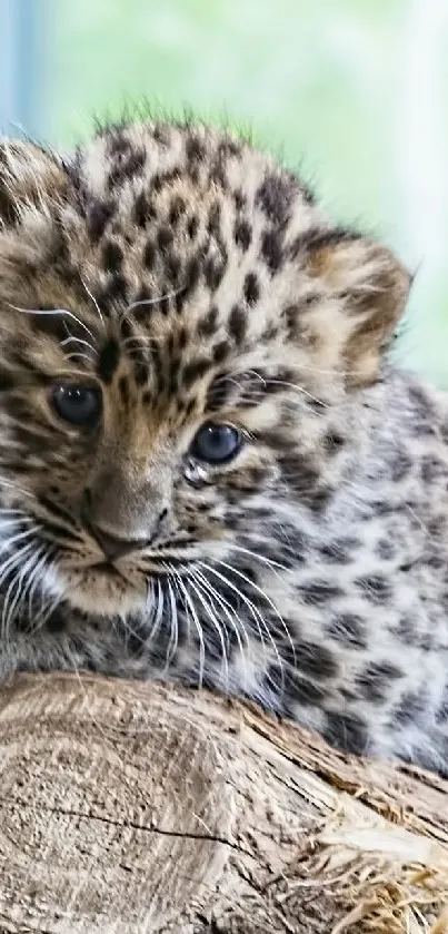 Adorable Leopard Cub Wallpaper - free download