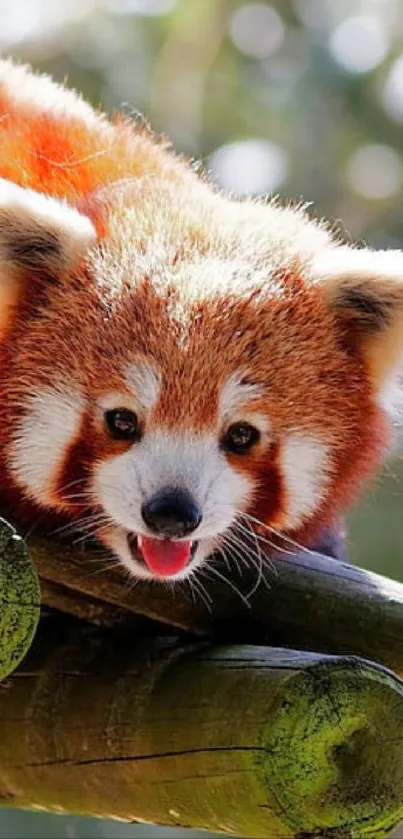 Adorable Red Panda Wallpaper - free download