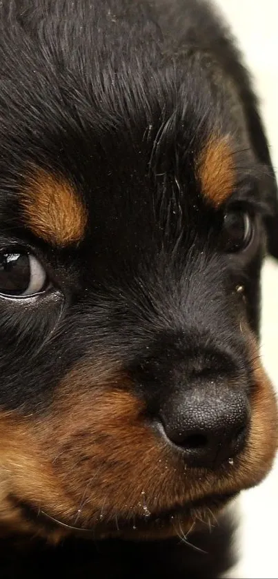 Adorable Rottweiler Puppy Wallpaper - free download