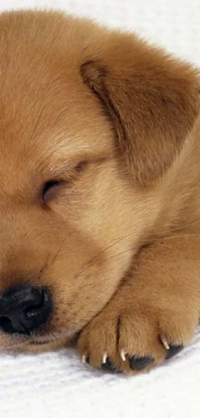 Adorable Sleeping Puppy Wallpaper - free download