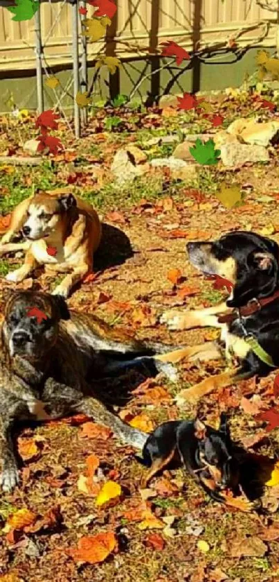 Autumn Dogs Relaxing Outside - free download