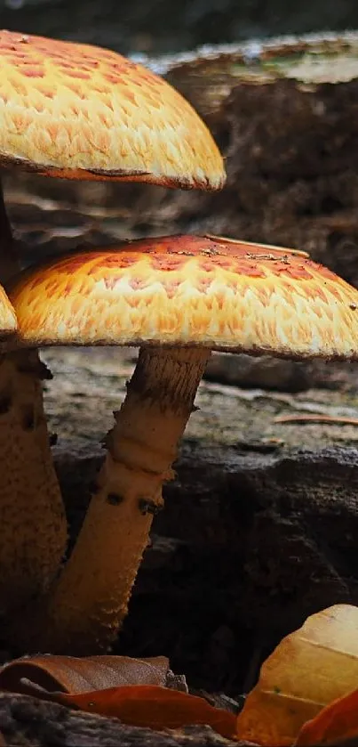 Autumn Forest Mushroom Scene - free download