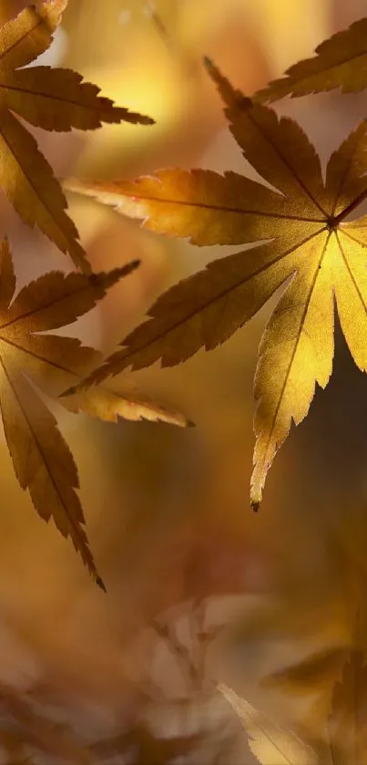 Autumn Leaves Mobile Wallpaper - free download