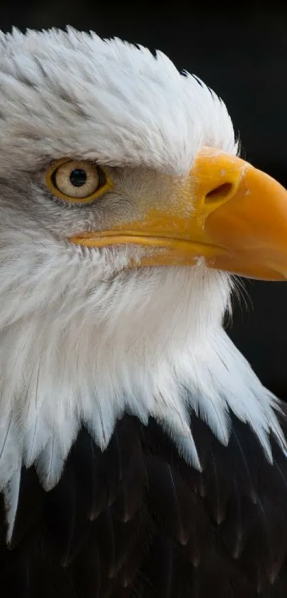 Bald Eagle Wallpaper - free download