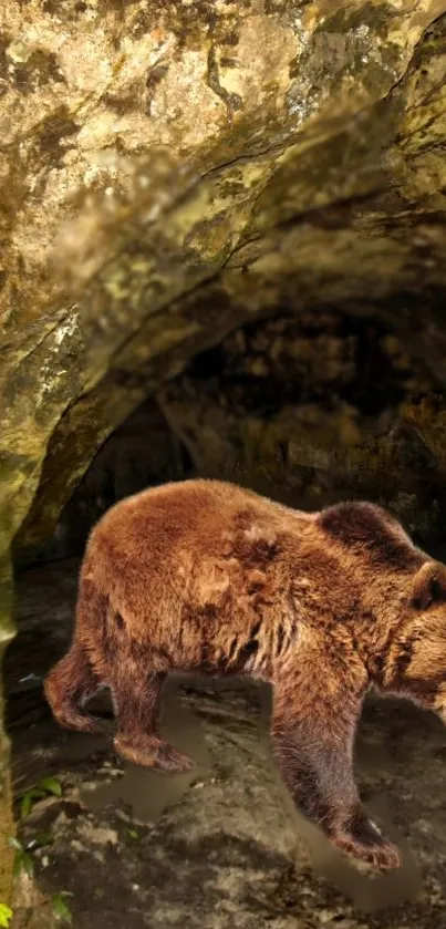 Bear in Forest Cave Wallpaper - free download