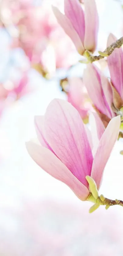 Beautiful Magnolia Blossom - free download
