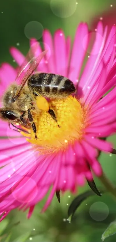 Bee on Pink Flower Wallpaper - free download