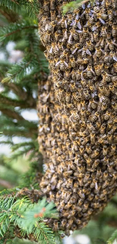 Bee Swarm on Evergreen Branch - free download