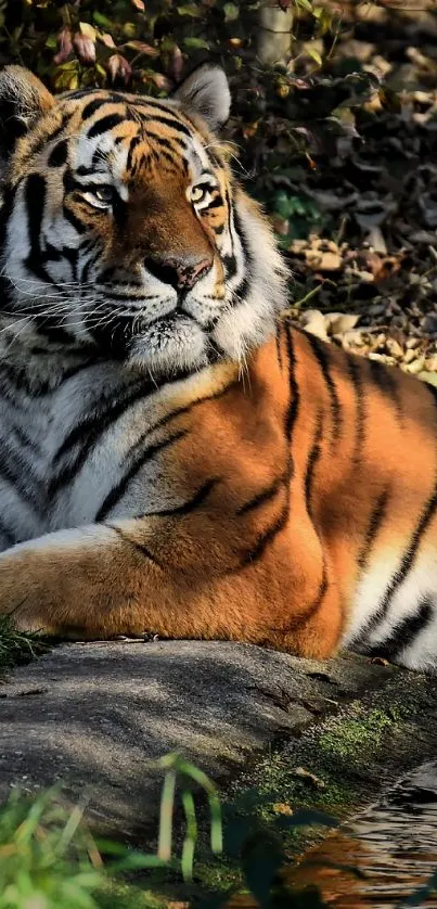 tig Live Wallpaper - free download