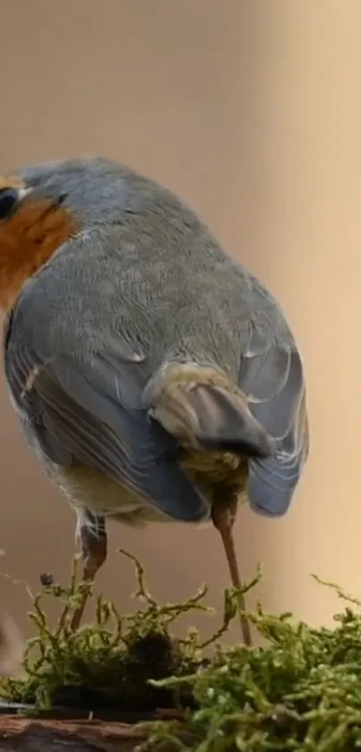 Bird Beak European Robin Live Wallpaper - free download