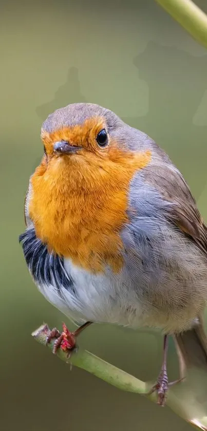 Bird Beak European Robin Live Wallpaper - free download