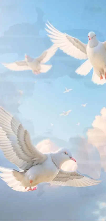 Bird Cloud Sky Live Wallpaper - free download