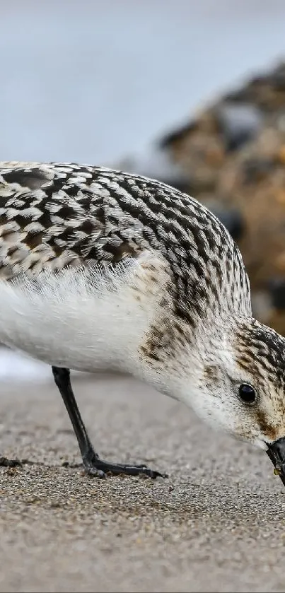 Bird on Sandy Beach Wallpaper - free download