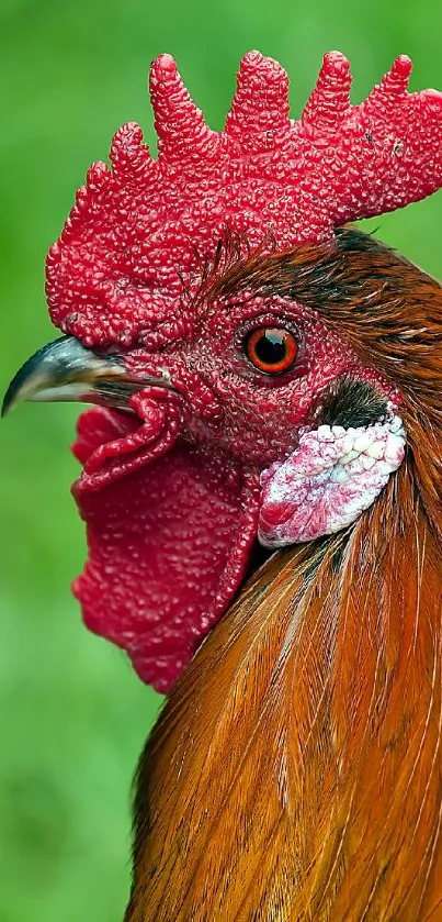 cocky Live Wallpaper - free download