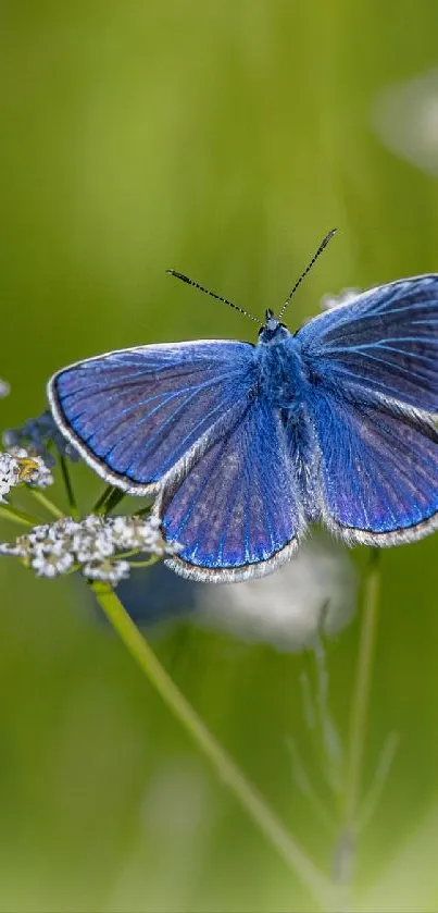 Blue Butterfly in Nature - free download