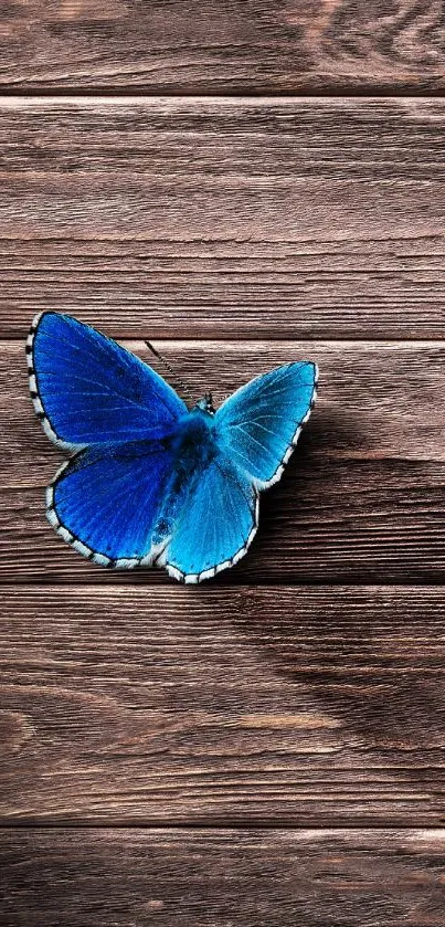 Blue Butterfly Wooden Wallpaper - free download