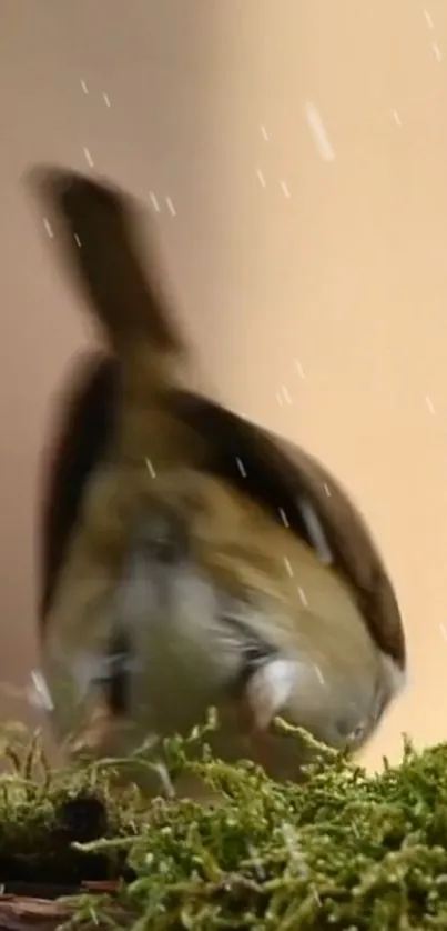 Blurred Bird Nature Wallpaper - free download