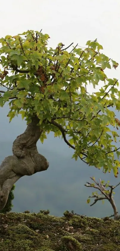 Bonsai Tree Nature Wallpaper - free download