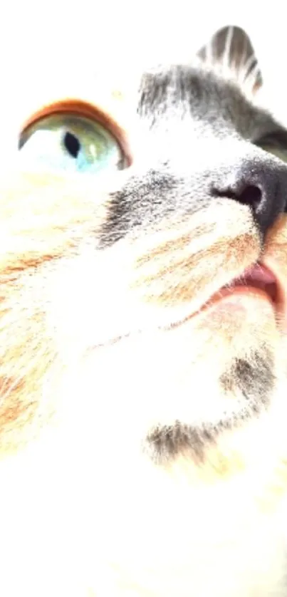 Bright Cat Close-up Wallpaper - free download