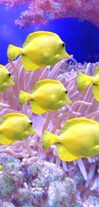 Bright Yellow Fish Wallpaper - free download