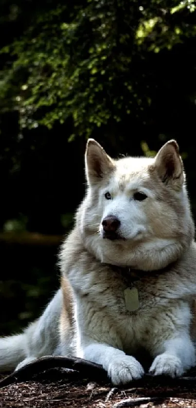 Calm Husky in Forest Wallpaper - free download
