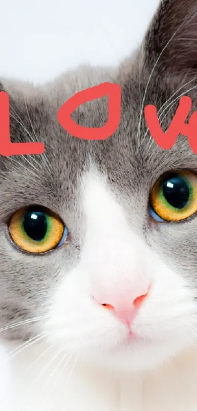 cat Live Wallpaper - free download