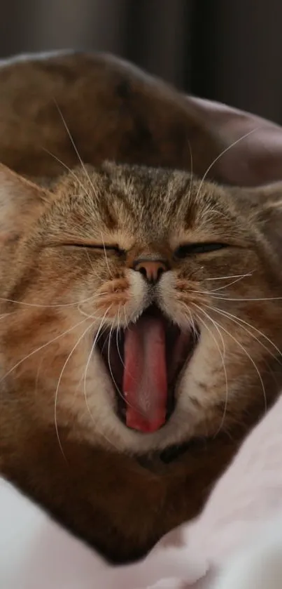 Kitty Cat Live Wallpaper - free download