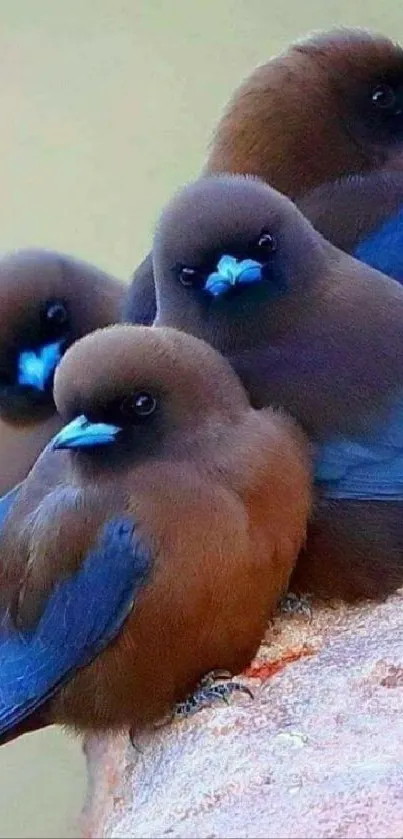 Charming Birds Phone Wallpaper - free download