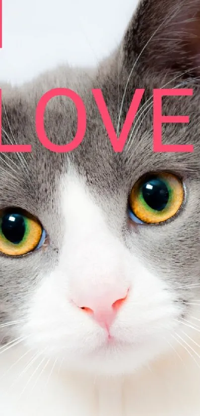 Charming Cat Love Wallpaper - free download
