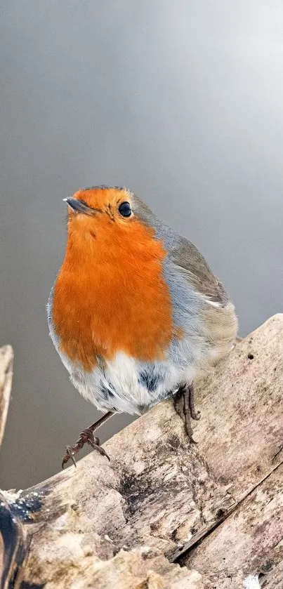 Charming Robin on Wooden Perch - free download