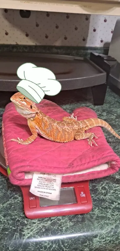 Chef Lizard On Kitchen Scale - free download