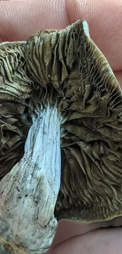 Close-Up Mushroom Texture Wallpaper - free download