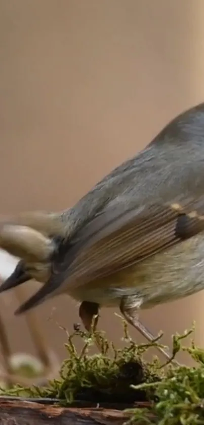 Colorful Bird on Moss - free download