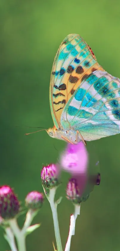 Colorful Butterfly on Flowers - free download