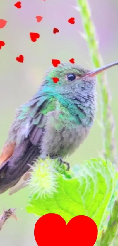 Colorful Hummingbird Love Wallpaper - free download