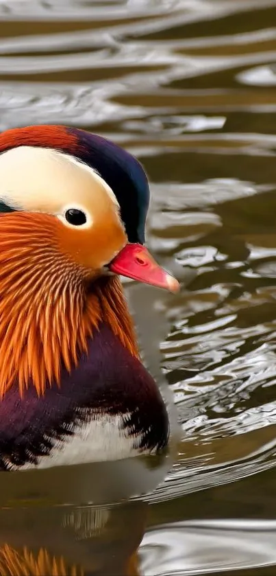 Colorful Mandarin Duck Wallpaper - free download
