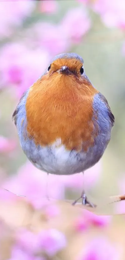 Colorful Robin Amidst Blossoms - free download