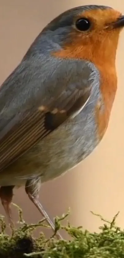 Colorful Robin Bird Wallpaper - free download