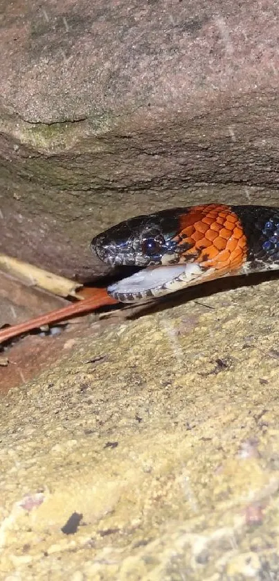 Colorful Snake on Rocks - free download