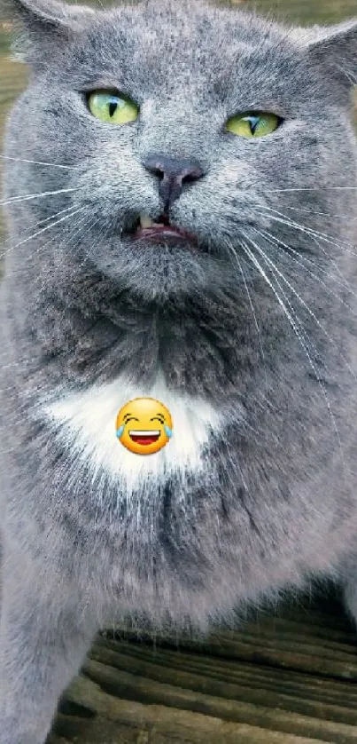 Confused Cat Mobile Wallpaper - free download