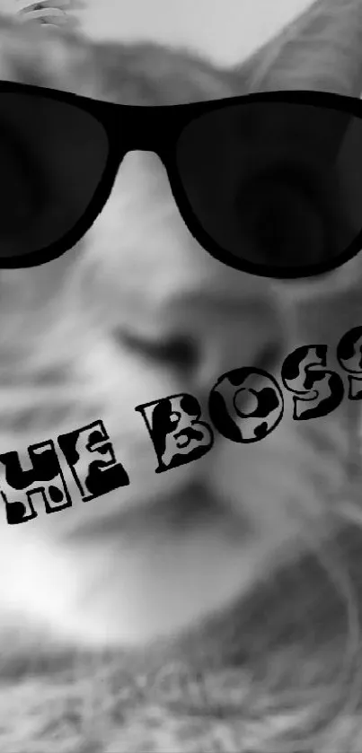 Cool Cat Boss Wallpaper - free download