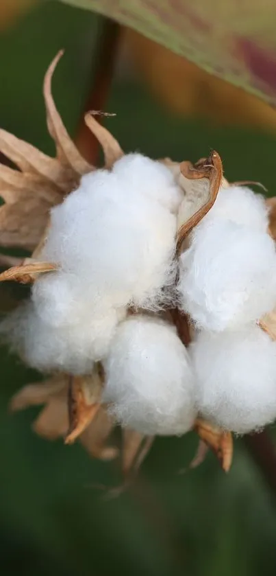 Cotton Plant Mobile Wallpaper - free download